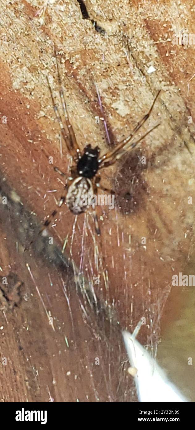 Sheetweb and Dwarf Weavers (Linyphiidae) Arachnida Stock Photo - Alamy