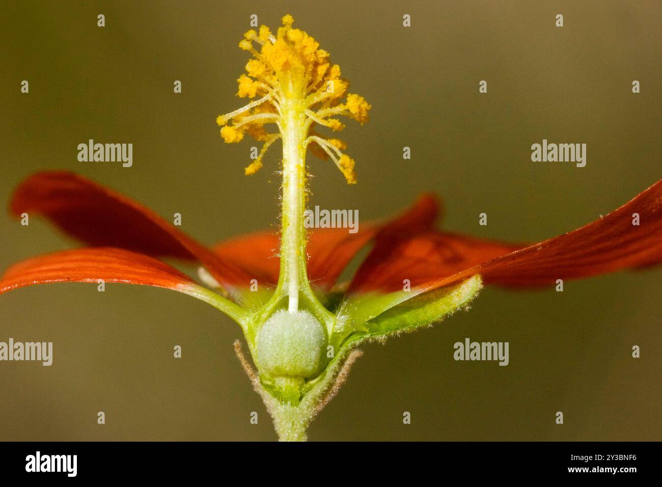 gray globemallow (Sphaeralcea incana) Plantae Stock Photo - Alamy