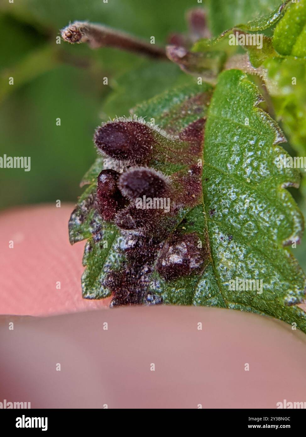 Rice Root Aphid (Tetraneura akinire) Insecta Stock Photo - Alamy