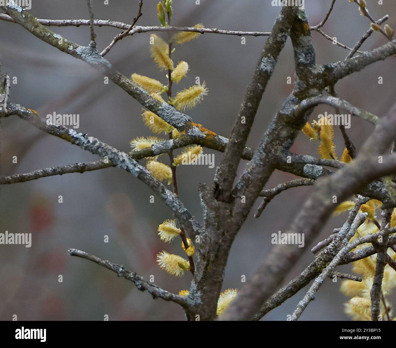 pussy willow (Salix discolor) Plantae Stock Photo - Alamy