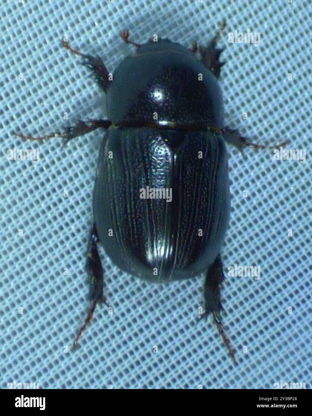 Sugarcane Beetle (Euetheola humilis) Insecta Stock Photo - Alamy