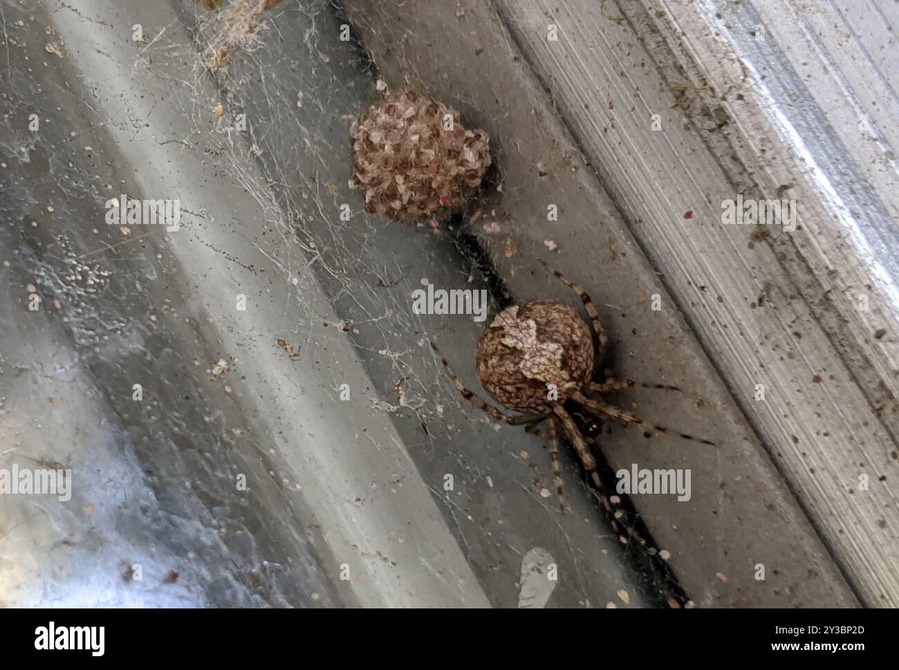 Typical Cobweb Spiders (Theridion) Arachnida Stock Photo - Alamy