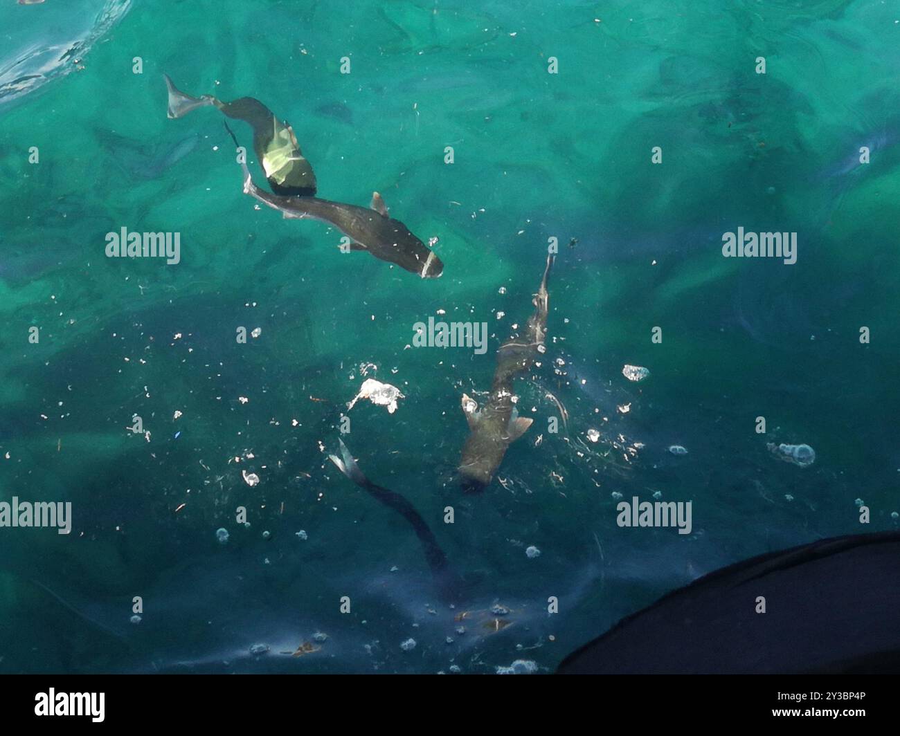 Mullets (Mugilidae) Actinopterygii Stock Photo - Alamy