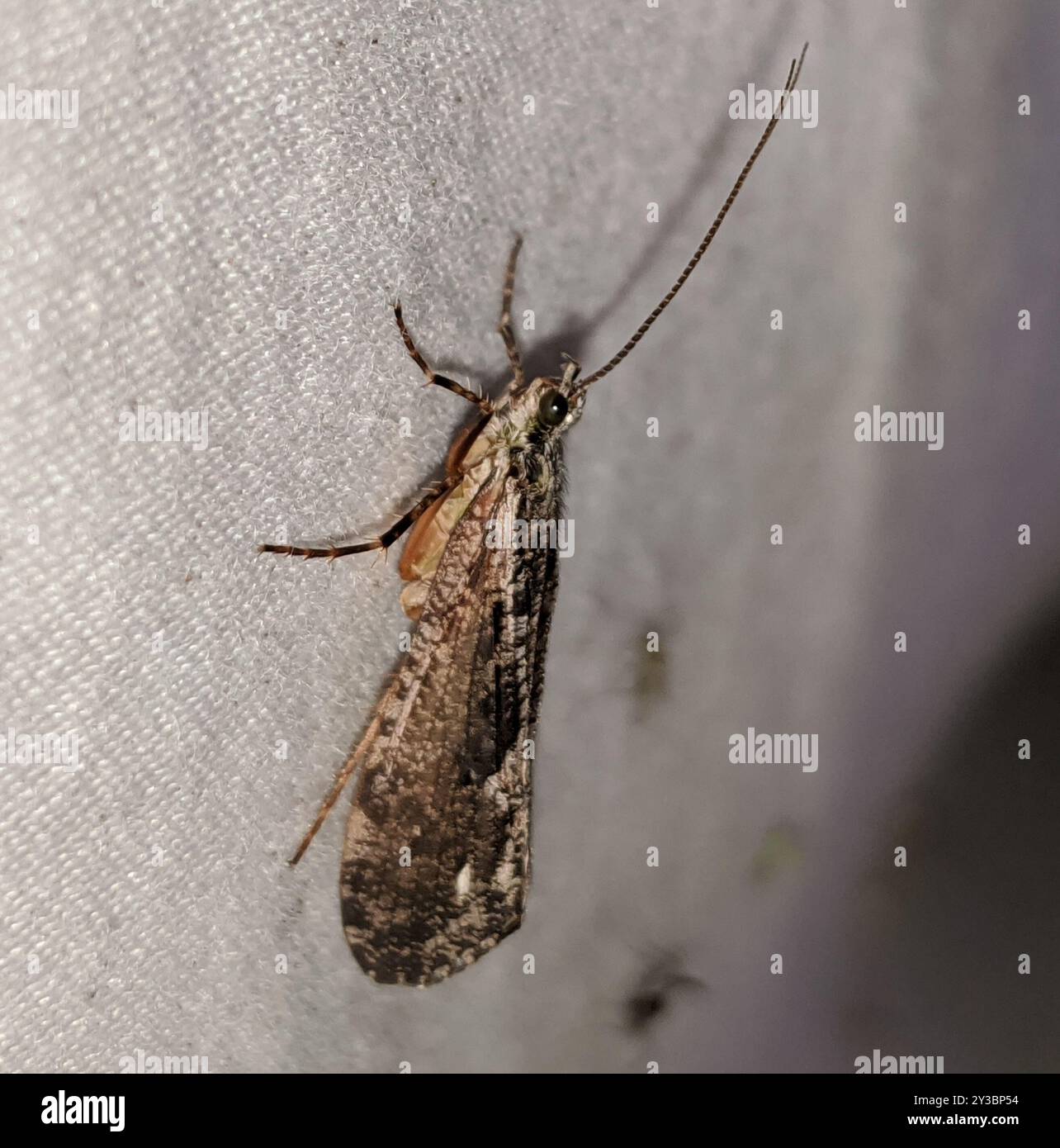 Giant Casemaker Caddisflies (Phryganeidae) Insecta Stock Photo - Alamy