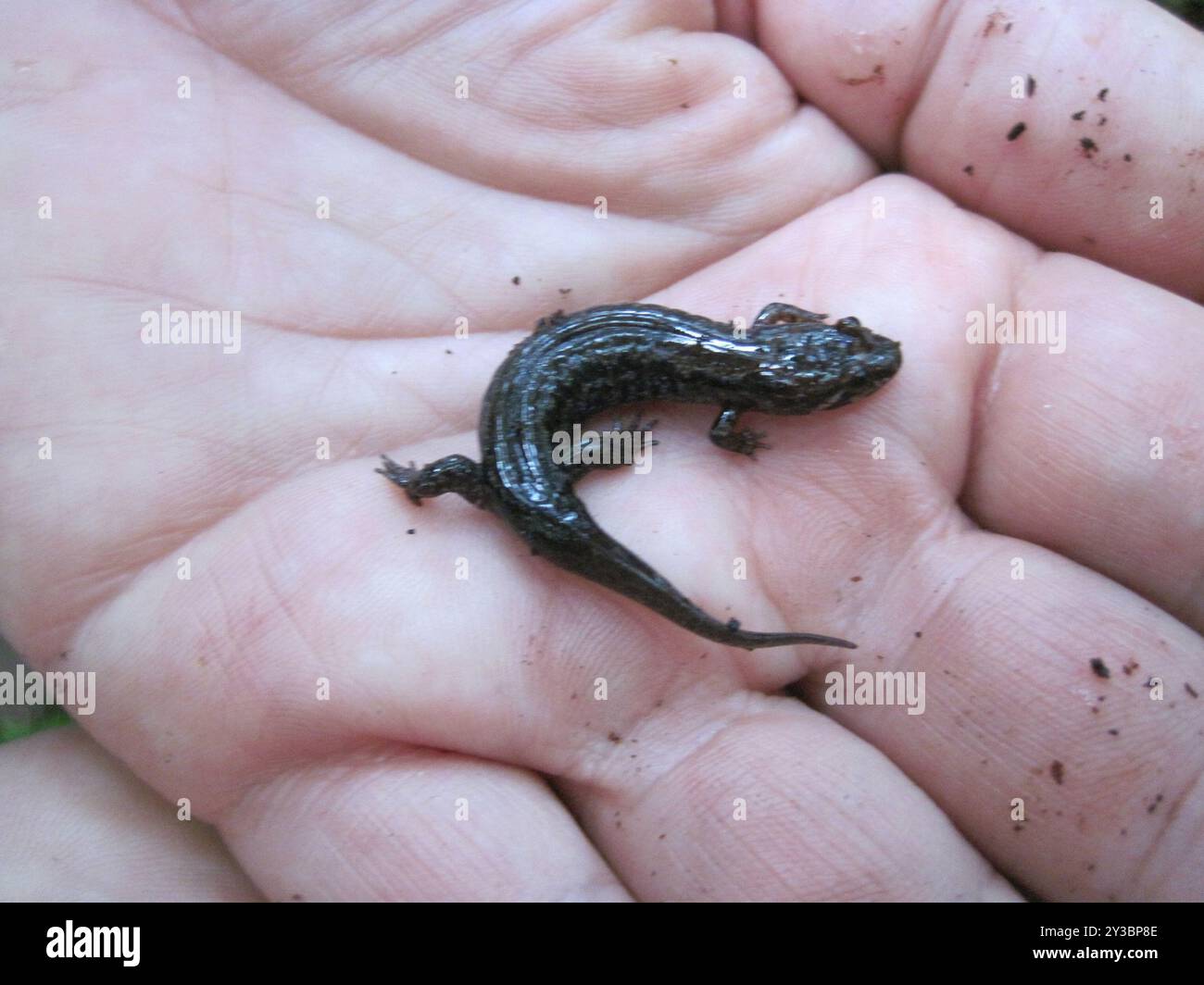 Lungless Salamanders (Plethodontidae) Amphibia Stock Photo - Alamy