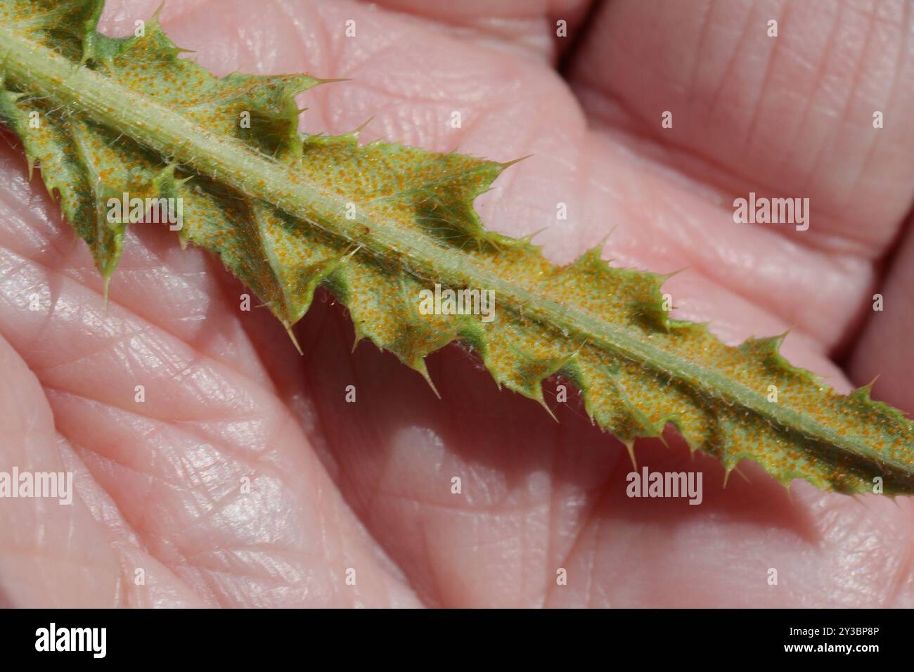 thistle rust (Puccinia suaveolens) Fungi Stock Photo - Alamy