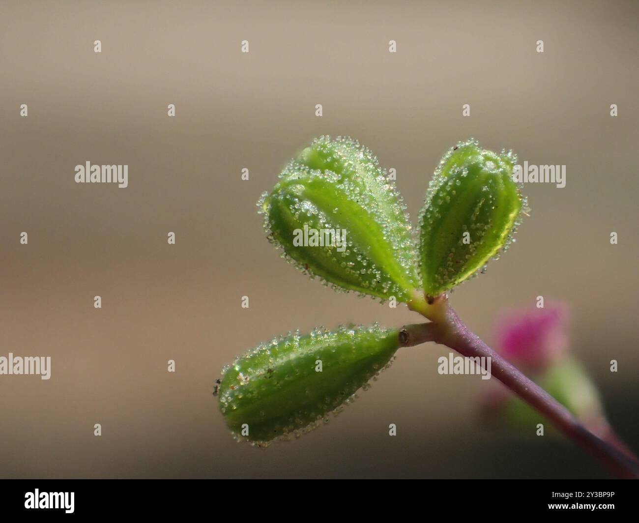scarlet spiderling (Boerhavia coccinea) Plantae Stock Photo - Alamy