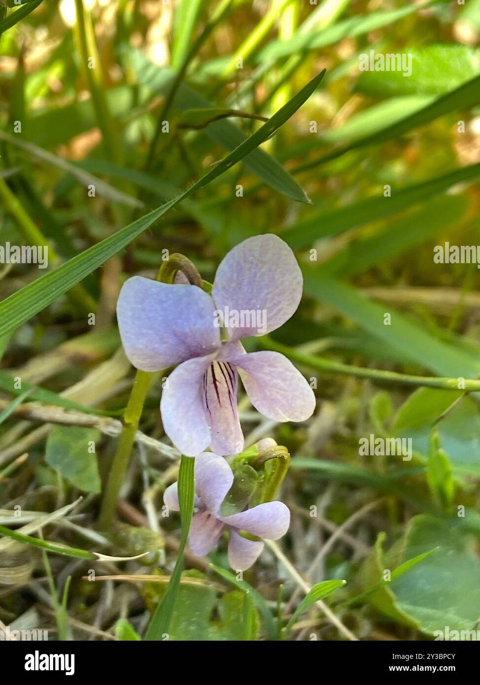 alpine marsh violet (Viola palustris) Plantae Stock Photo - Alamy
