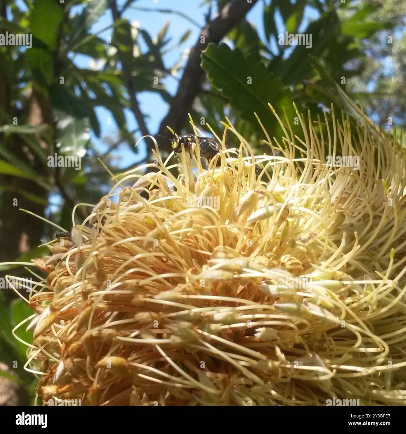 Banksia Masked Bee (Hylaeus alcyoneus) Insecta Stock Photo - Alamy
