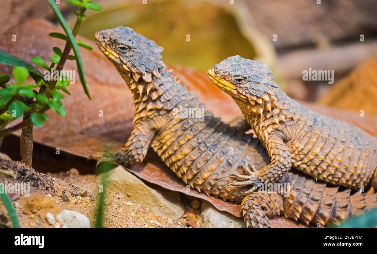 Giant girdled Lizards Stock Photo - Alamy