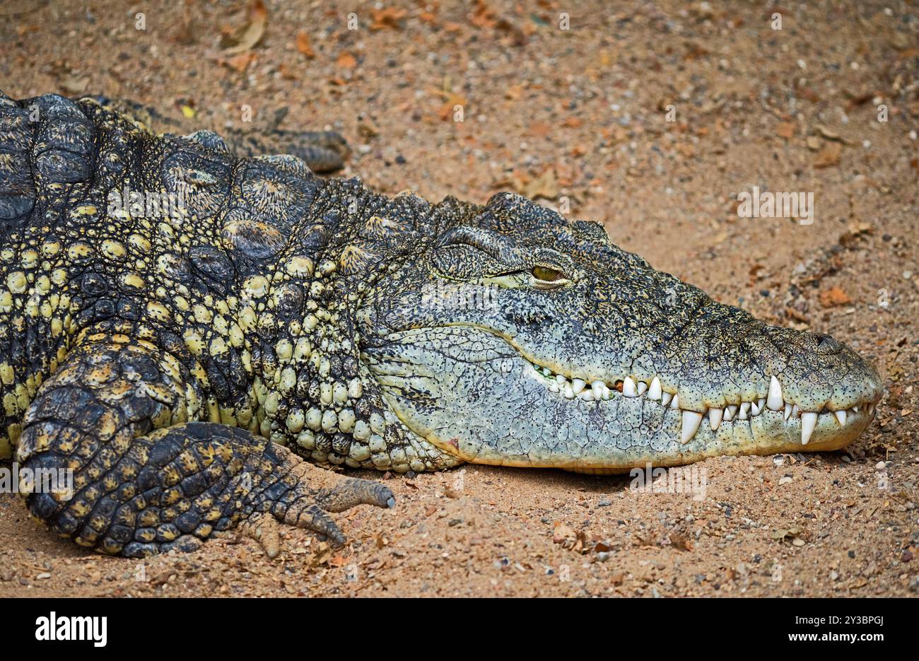 Crocodile on sand Stock Photo - Alamy