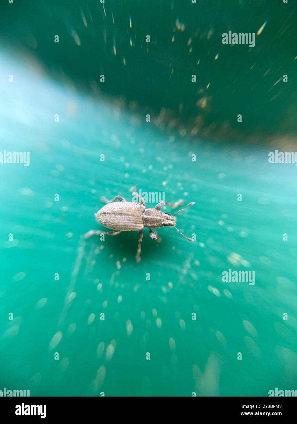 Sitona humeralis hi-res stock photography and images - Alamy