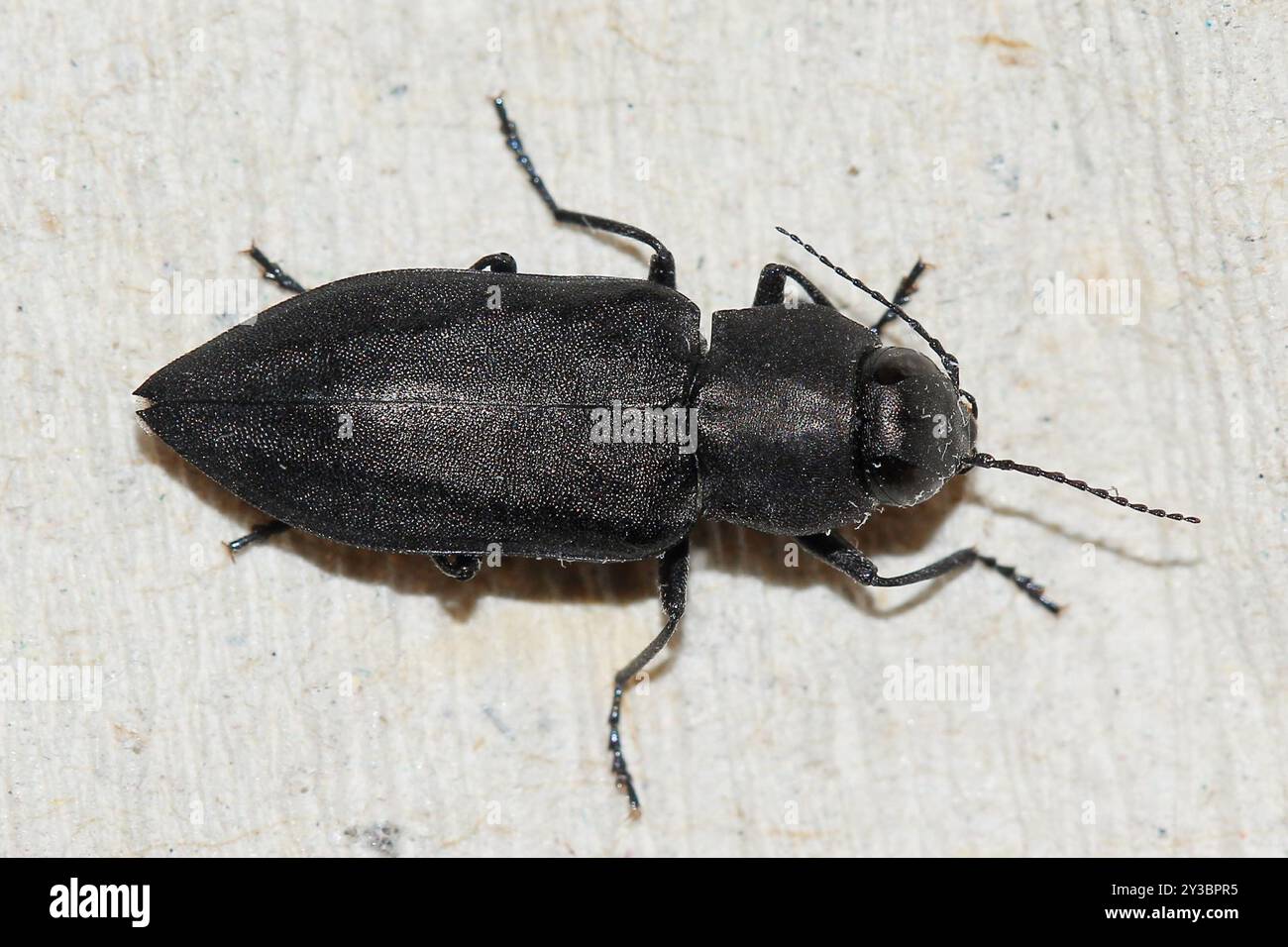 Black Fire Beetle (Melanophila acuminata) Insecta Stock Photo - Alamy