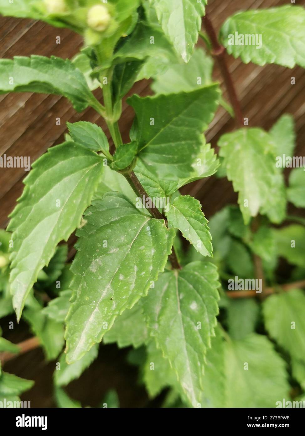 White Hedge-nettle (Prasium majus) Plantae Stock Photo - Alamy