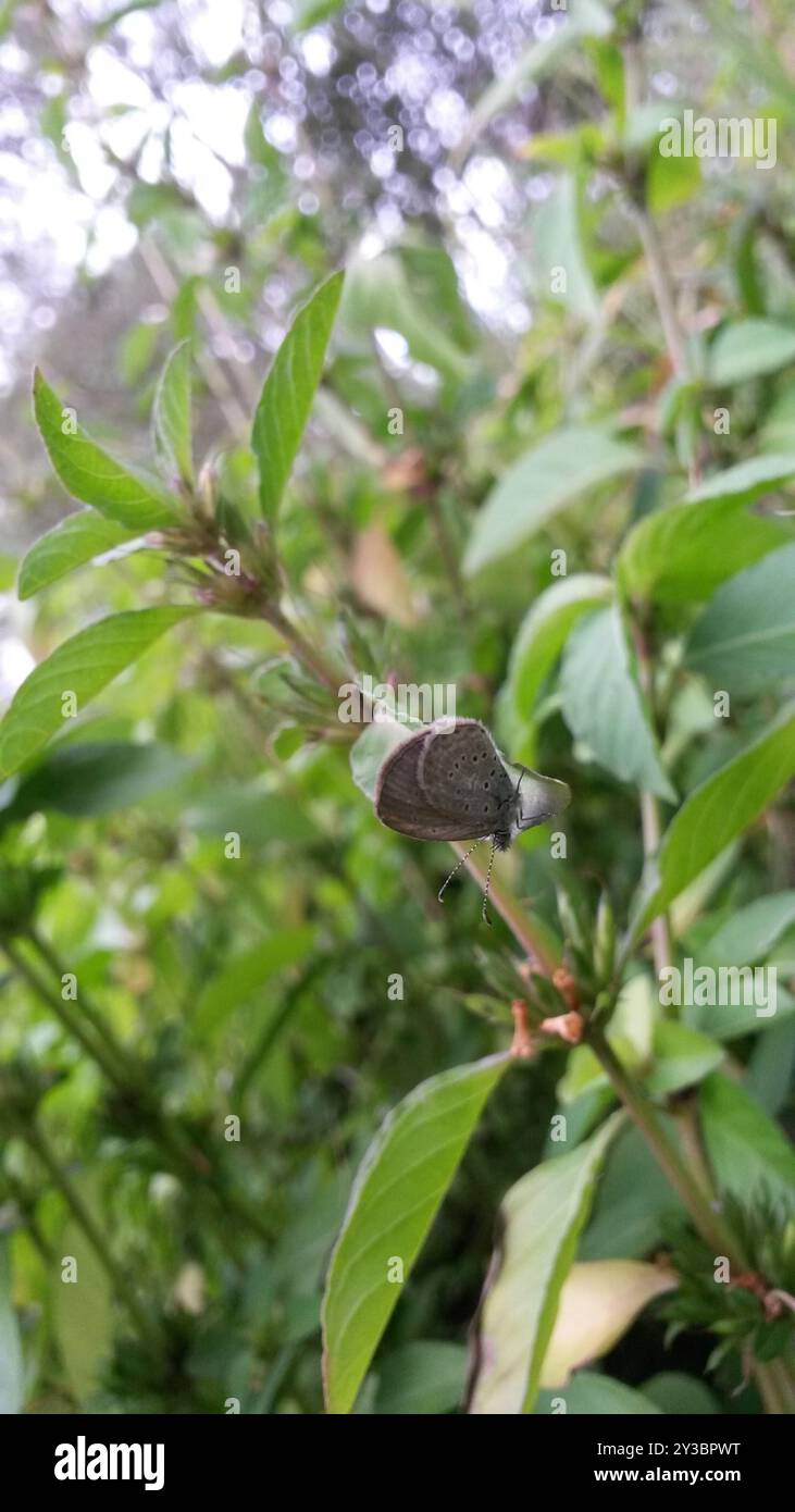 Tiny Grass Blue (Zizula hylax) Insecta Stock Photo - Alamy
