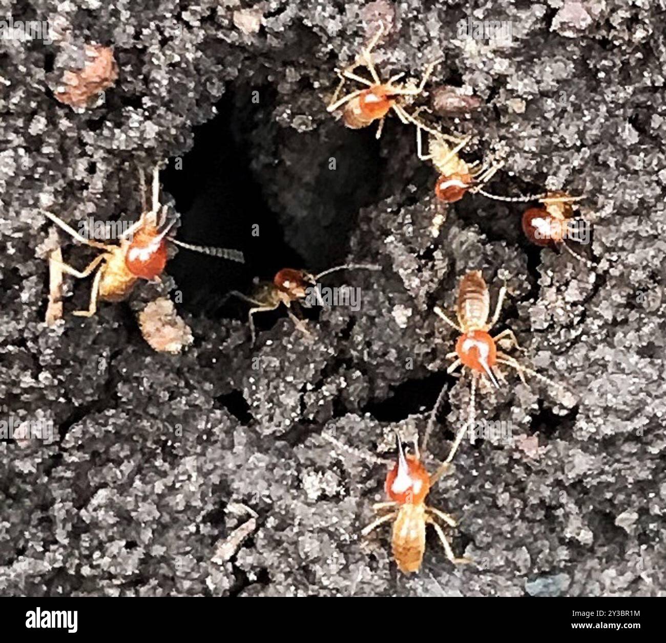 Nasute Termites (Nasutitermitinae) Insecta Stock Photo - Alamy