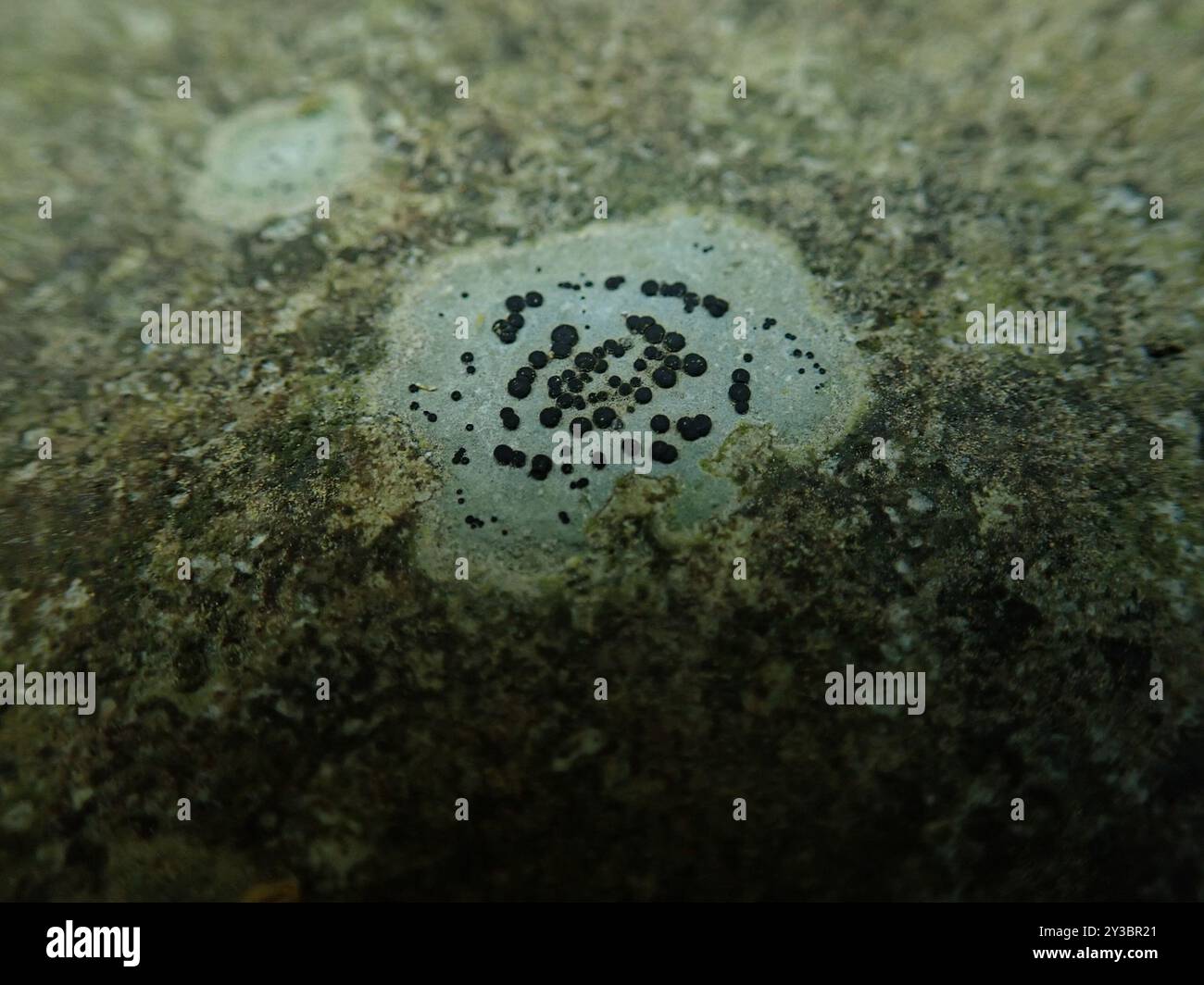 (Porpidia thomsonii) Fungi Stock Photo - Alamy