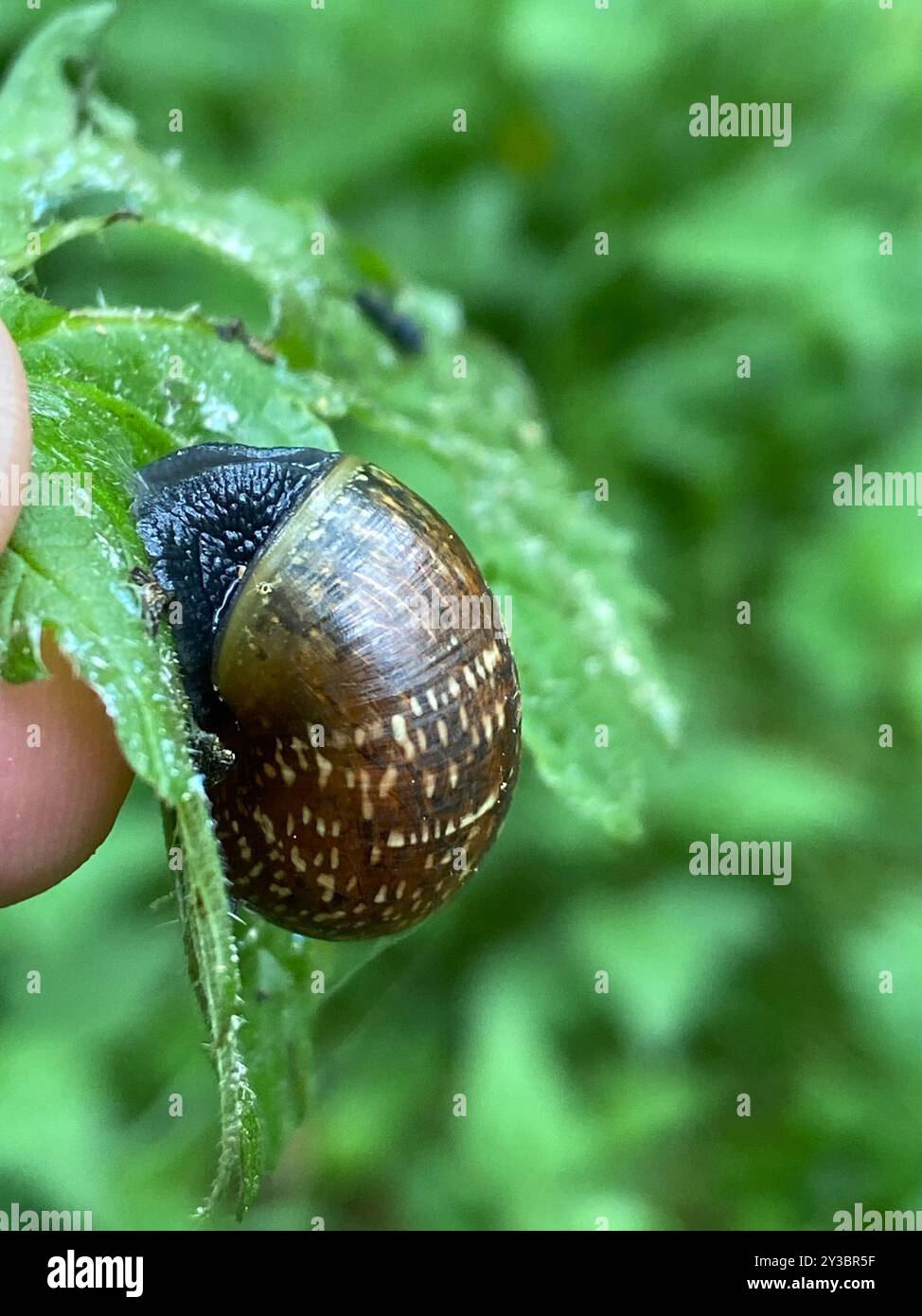 Copse Snail (Arianta arbustorum) Mollusca Stock Photo - Alamy