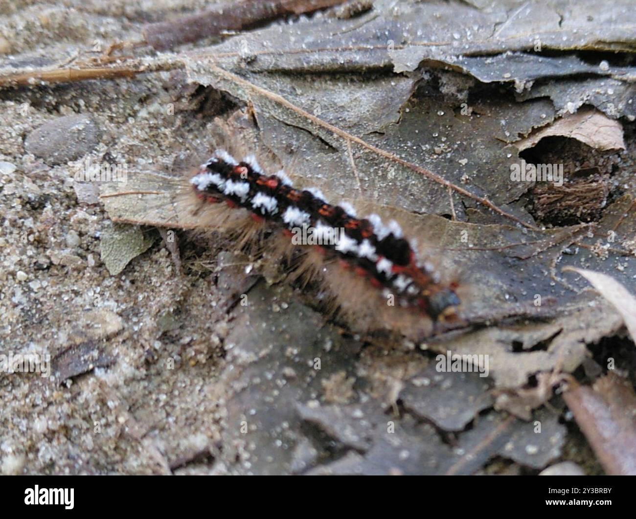 Swan Moth (Sphrageidus similis) Insecta Stock Photo - Alamy