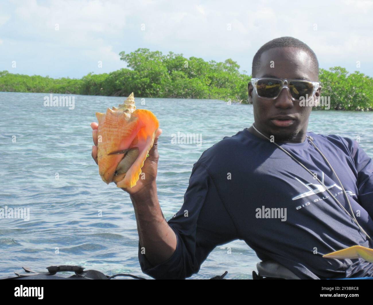 Queen Conch (Aliger gigas) Mollusca Stock Photo - Alamy
