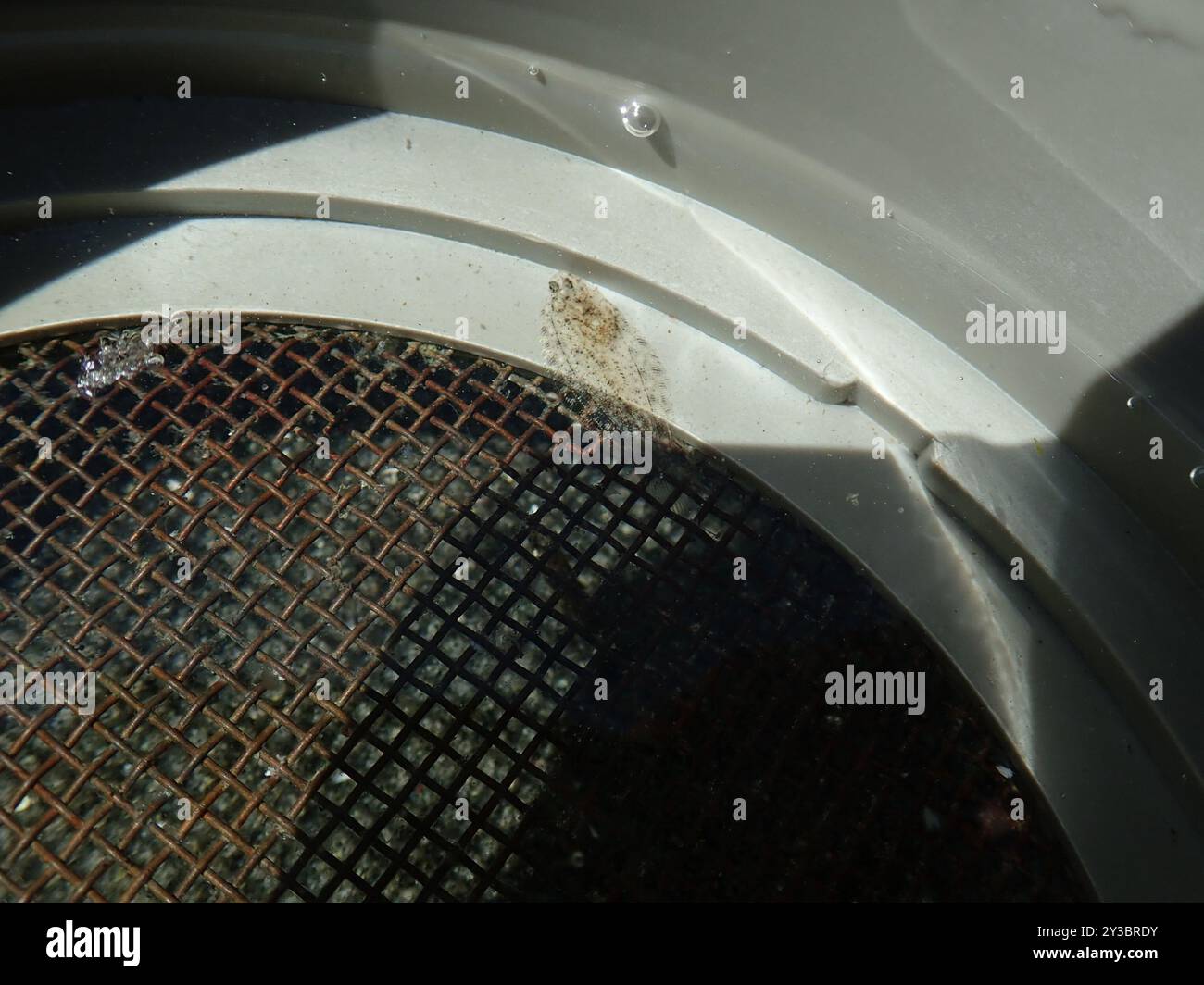 Righteye Flounders (Pleuronectidae) Actinopterygii Stock Photo - Alamy