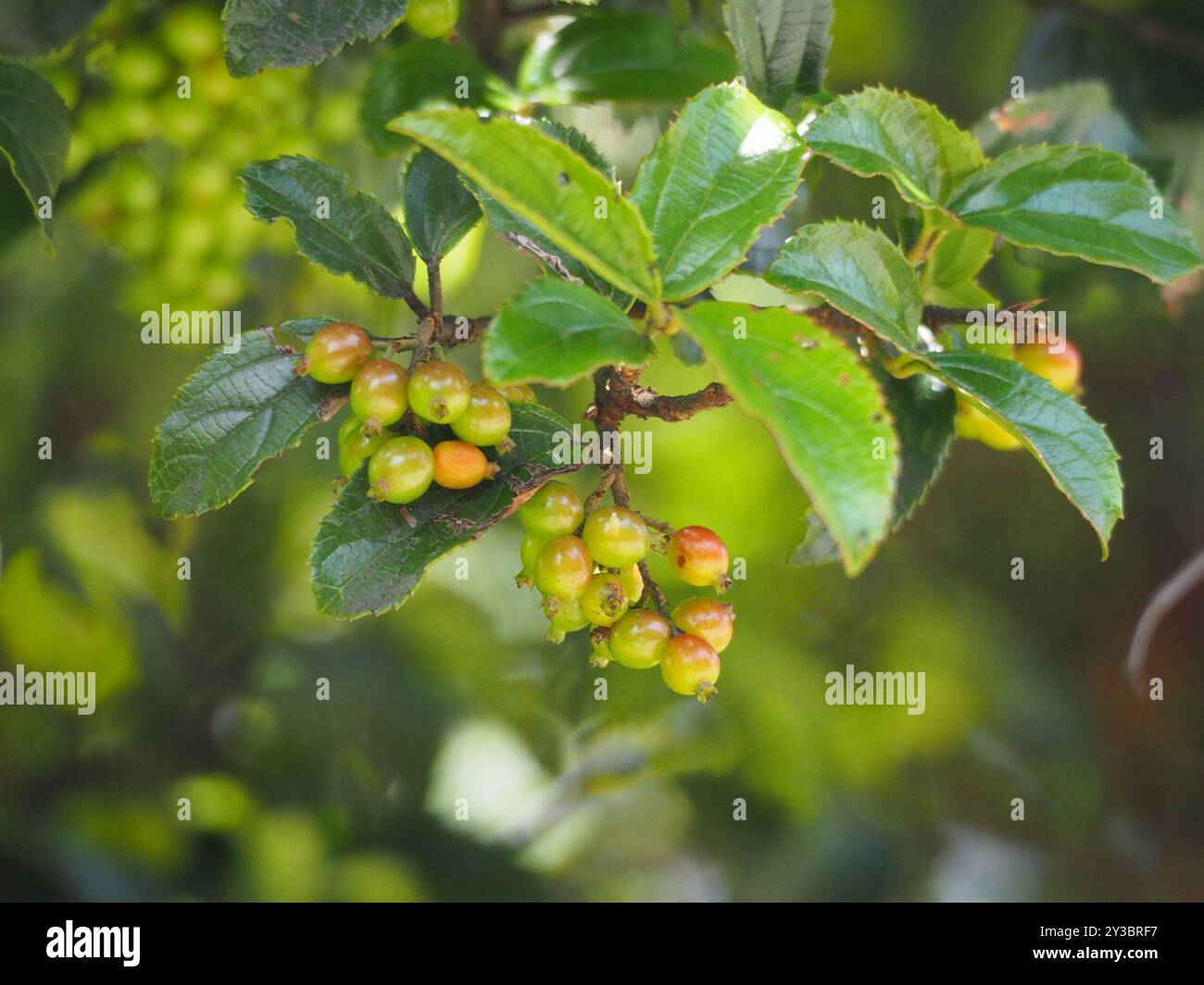 Sandankwa Viburnum (Viburnum suspensum) Plantae Stock Photo - Alamy Sandankwa Viburnum (Viburnum suspensum) Plantae Stock Photo - Alamy