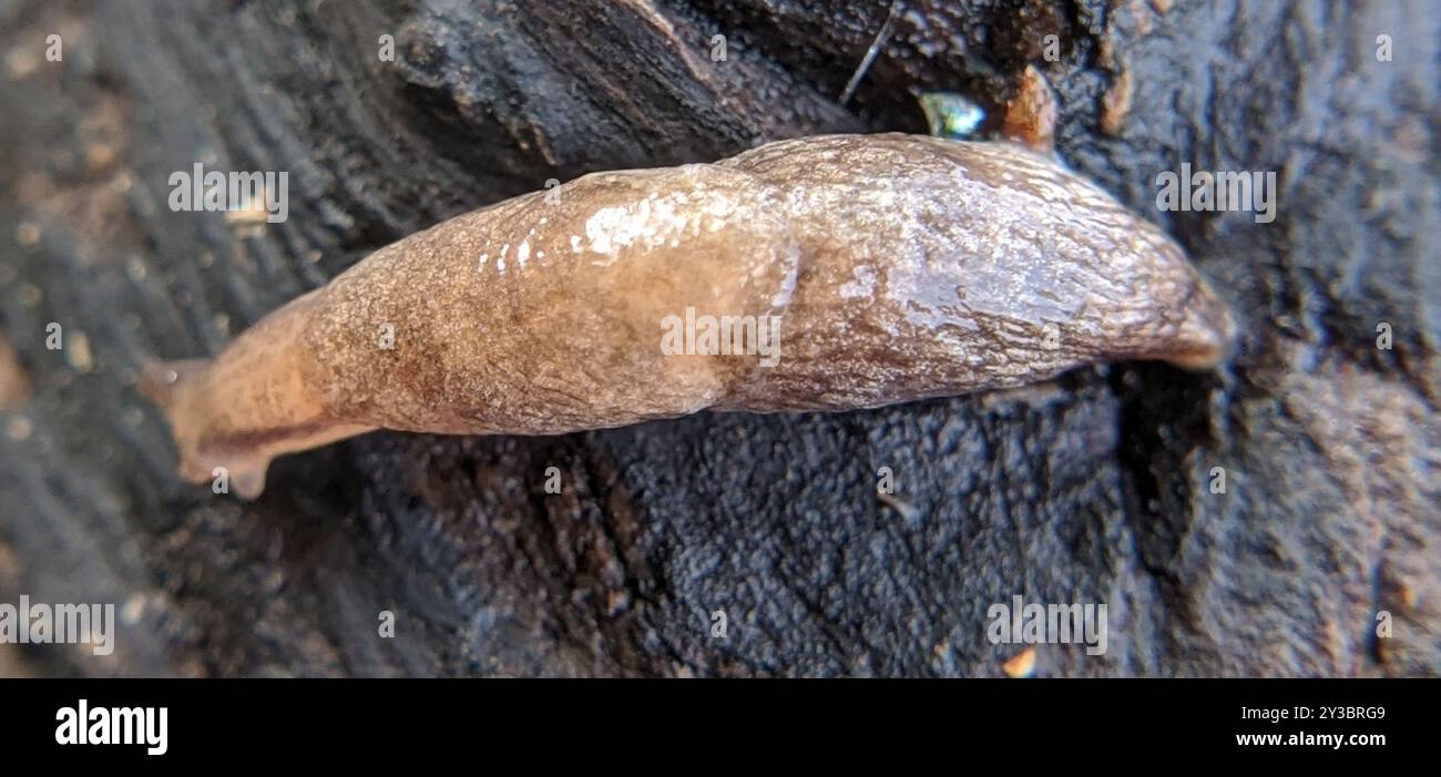 Milky Slug (Deroceras reticulatum) Mollusca Stock Photo - Alamy