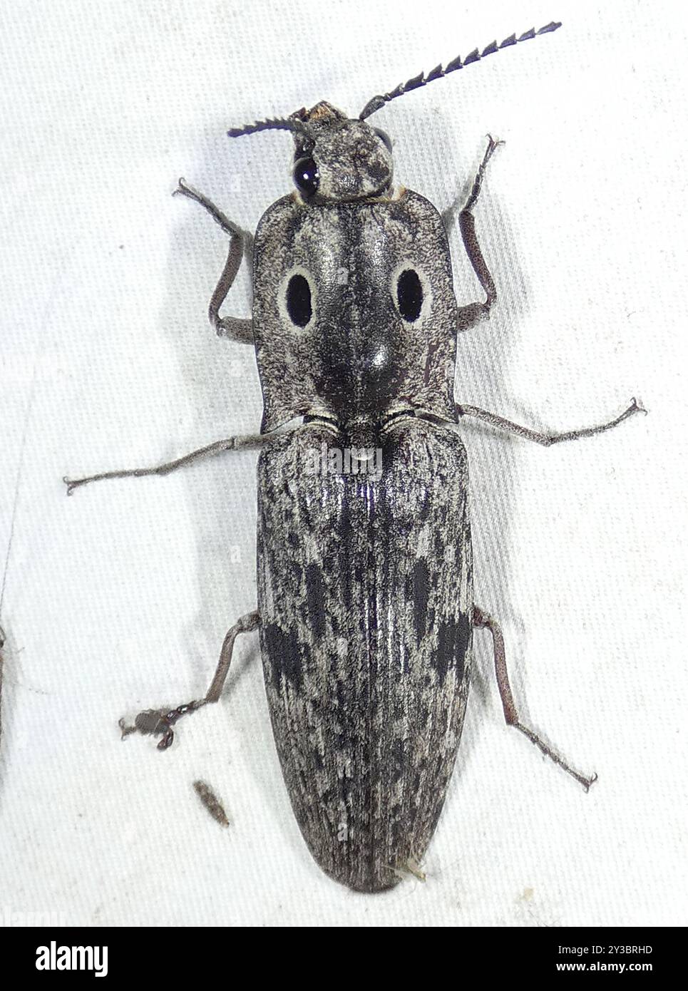 Small-eyed Click Beetle (Alaus myops) Insecta Stock Photo - Alamy