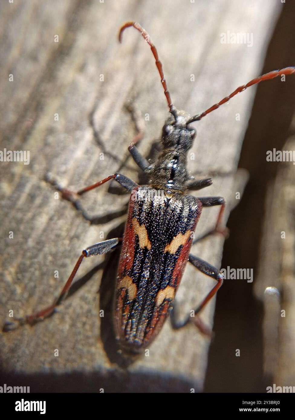 Two-banded Longhorn Beetle (Rhagium bifasciatum) Insecta Stock Photo ...
