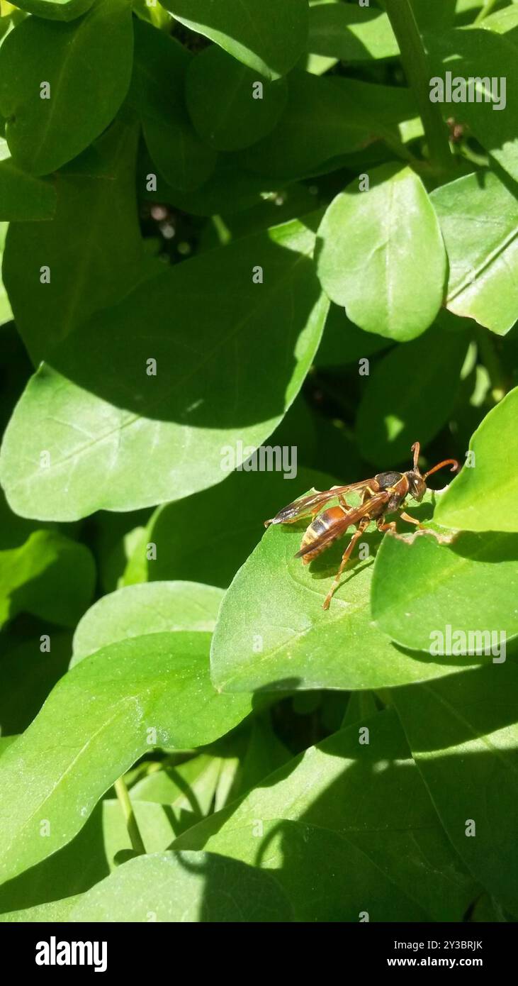 Australian Paper Wasp (Polistes humilis) Insecta Stock Photo - Alamy