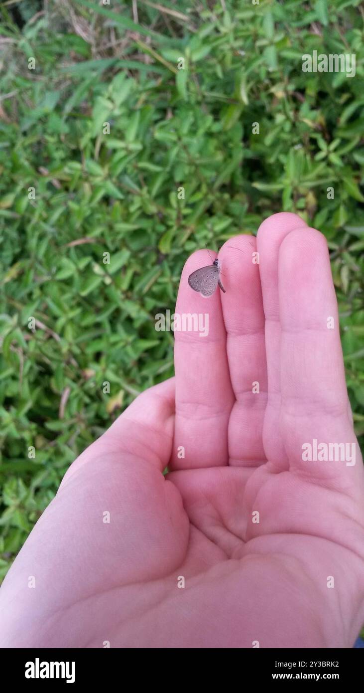 Tiny Grass Blue (Zizula hylax) Insecta Stock Photo - Alamy
