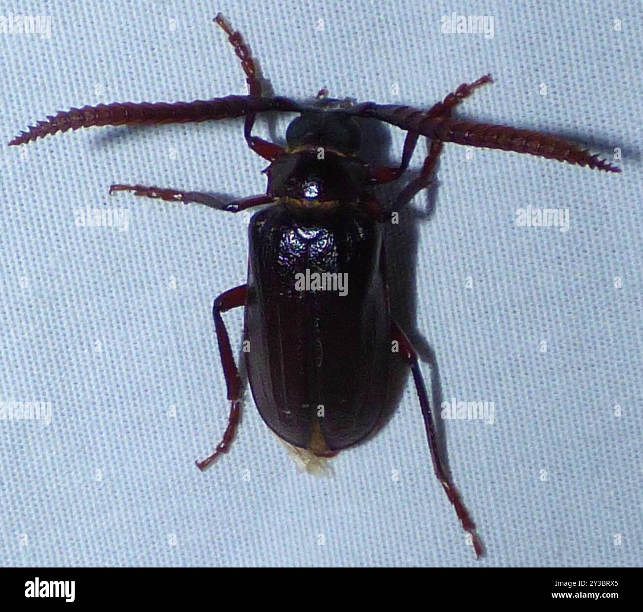 Tile-horned Prionus (Prionus imbricornis) Insecta Stock Photo - Alamy