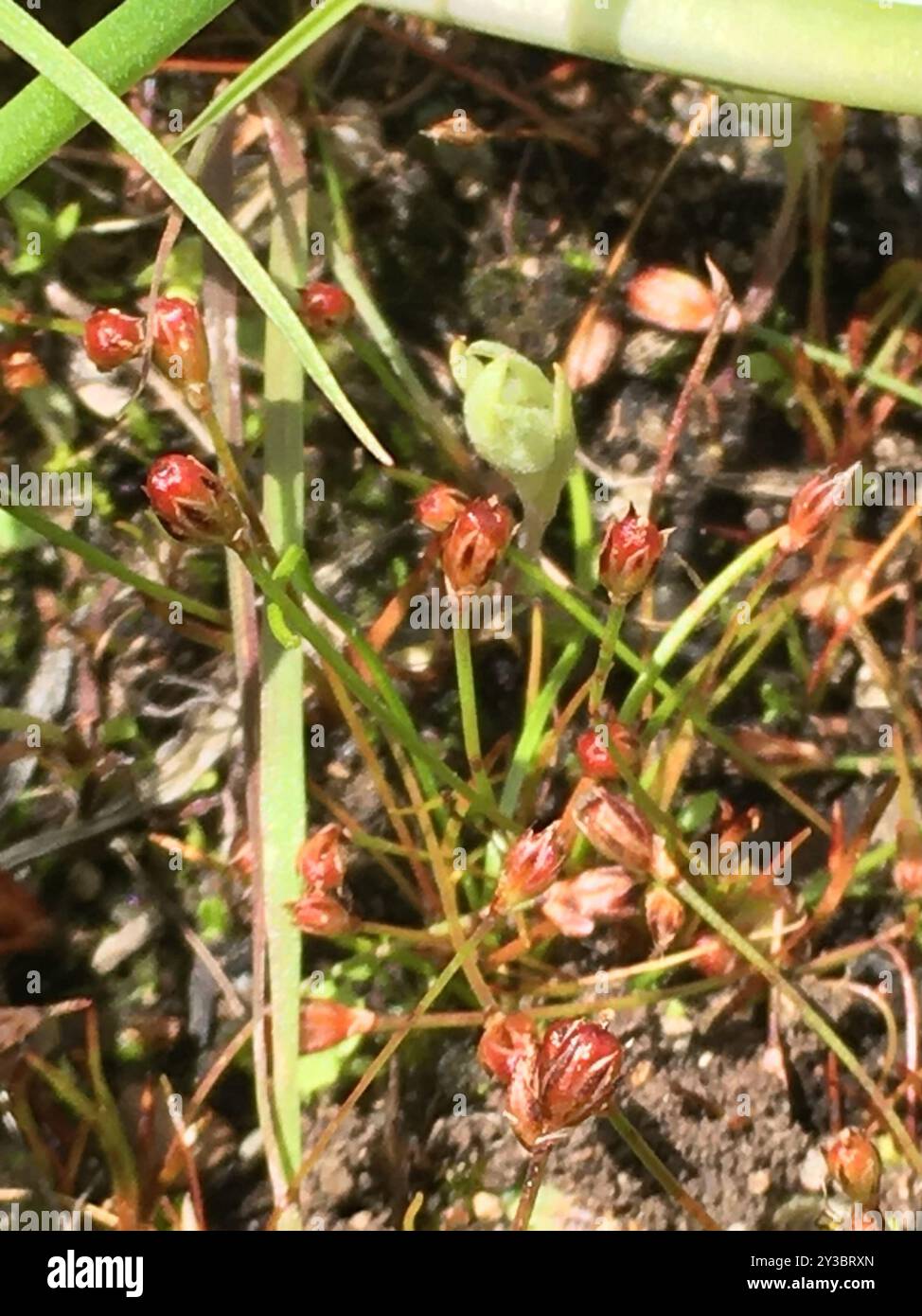 kellogg's dwarf rush (Juncus kelloggii) Plantae Stock Photo - Alamy