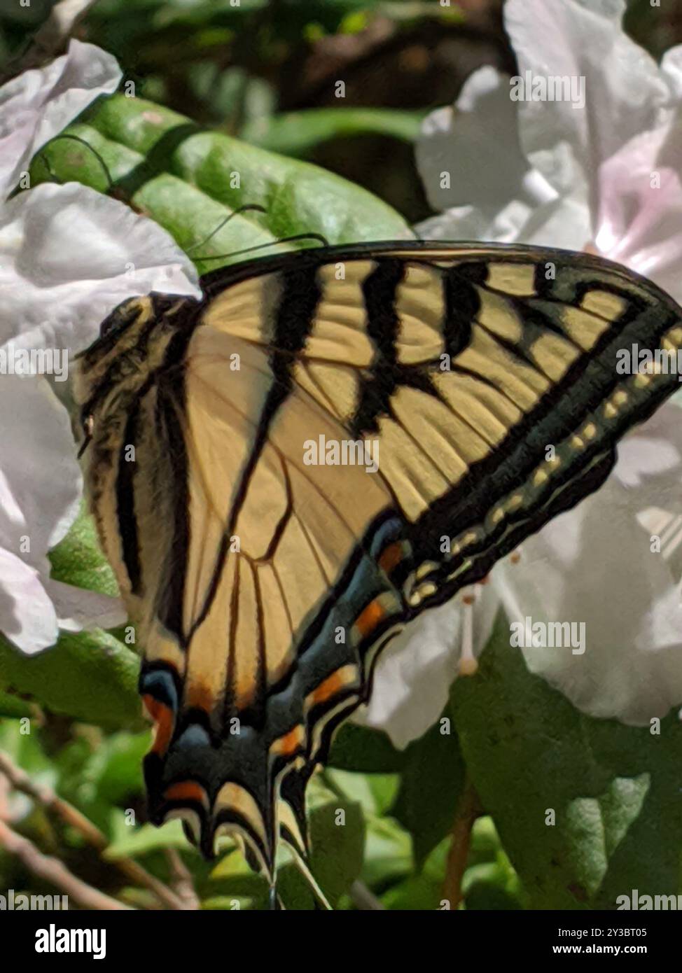 Canadian Tiger Swallowtail (Papilio canadensis) Insecta Stock Photo - Alamy