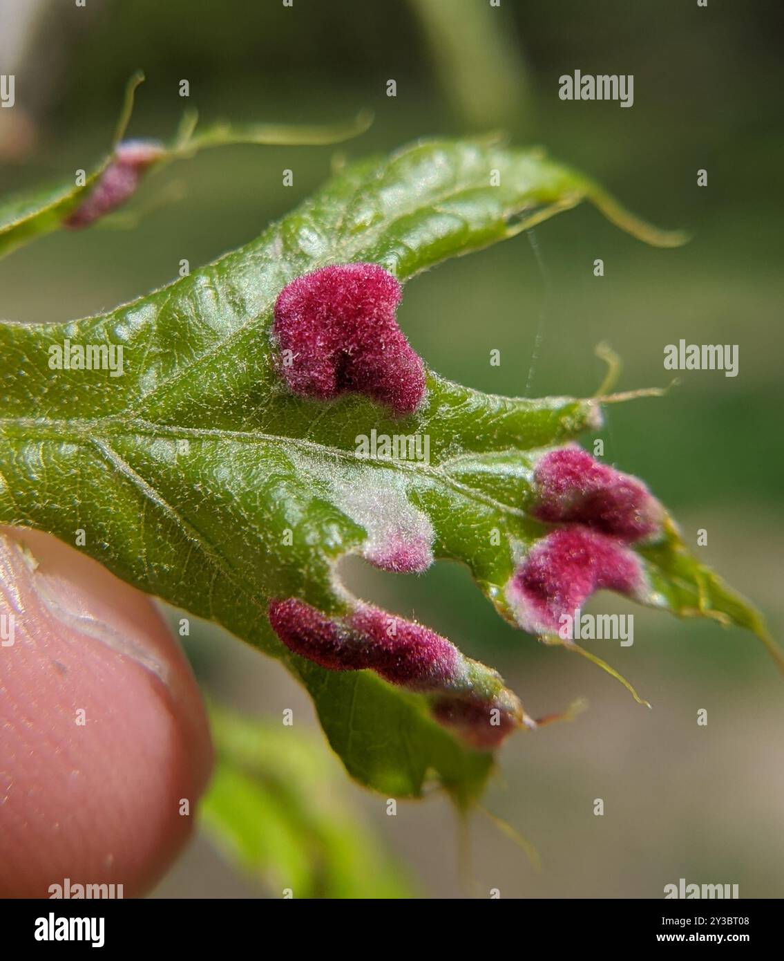 Trinema hi-res stock photography and images - Alamy