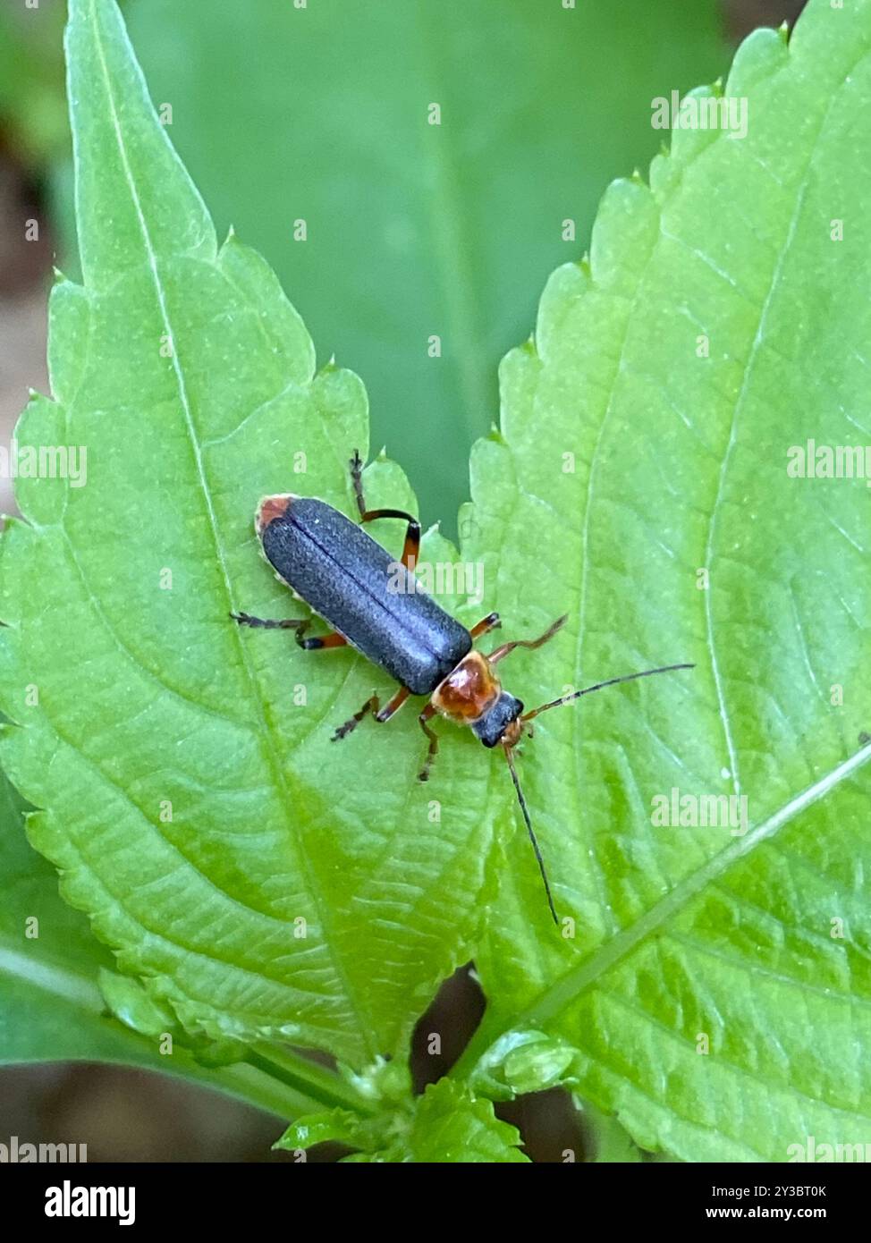 Grey Sailor Beetle (Cantharis nigricans) Insecta Stock Photo - Alamy
