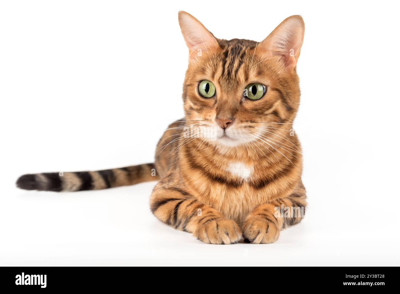 Bengal cat in professional studio photography on a white background. A ...