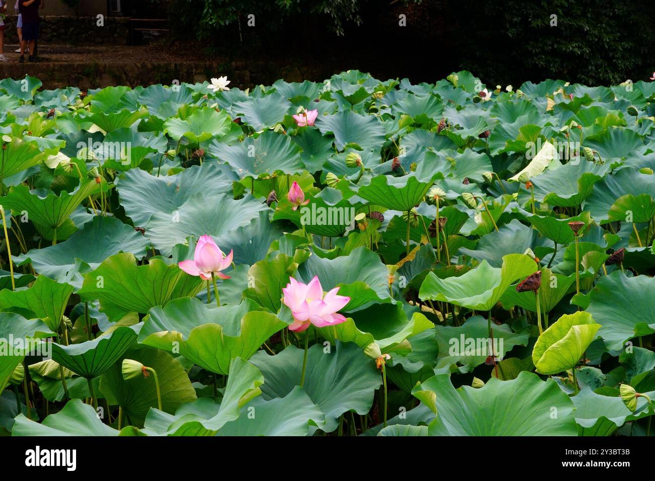Nelumbo genus aquatic plants hi-res stock photography and images - Alamy