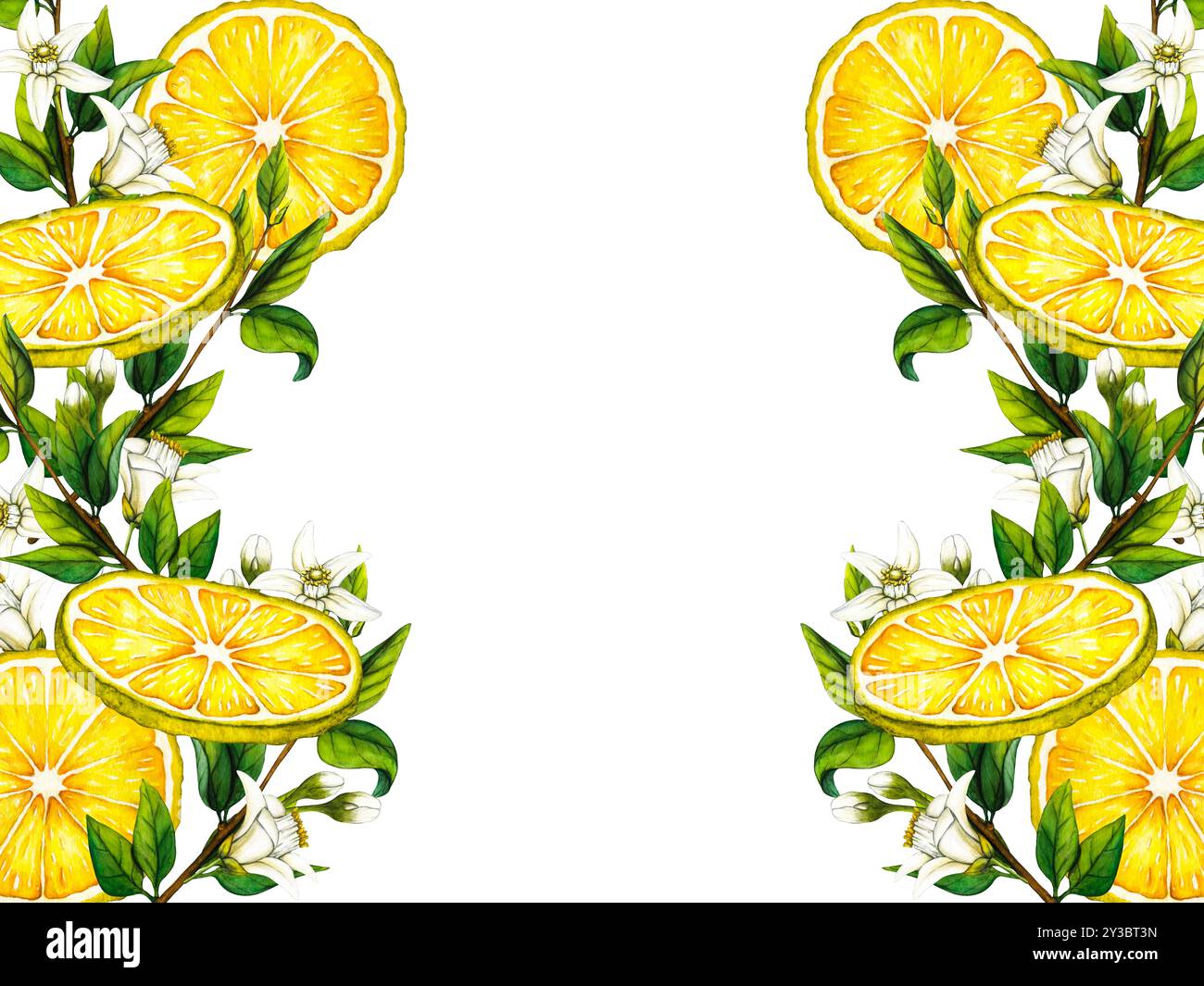 Watercolor frame with lemon tree branches and white flowers. Hand drawn ...