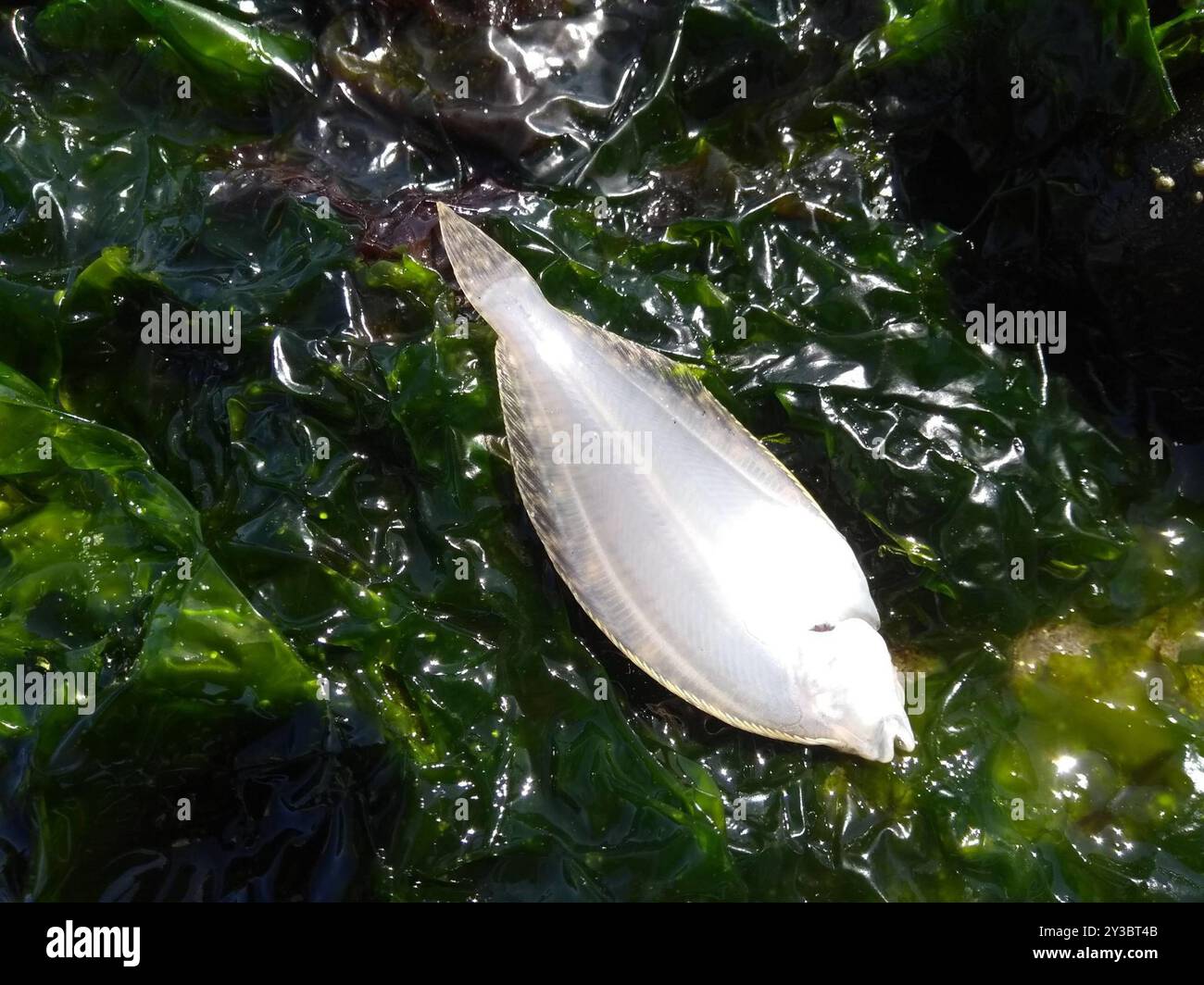 English Sole (Parophrys vetulus) Actinopterygii Stock Photo - Alamy