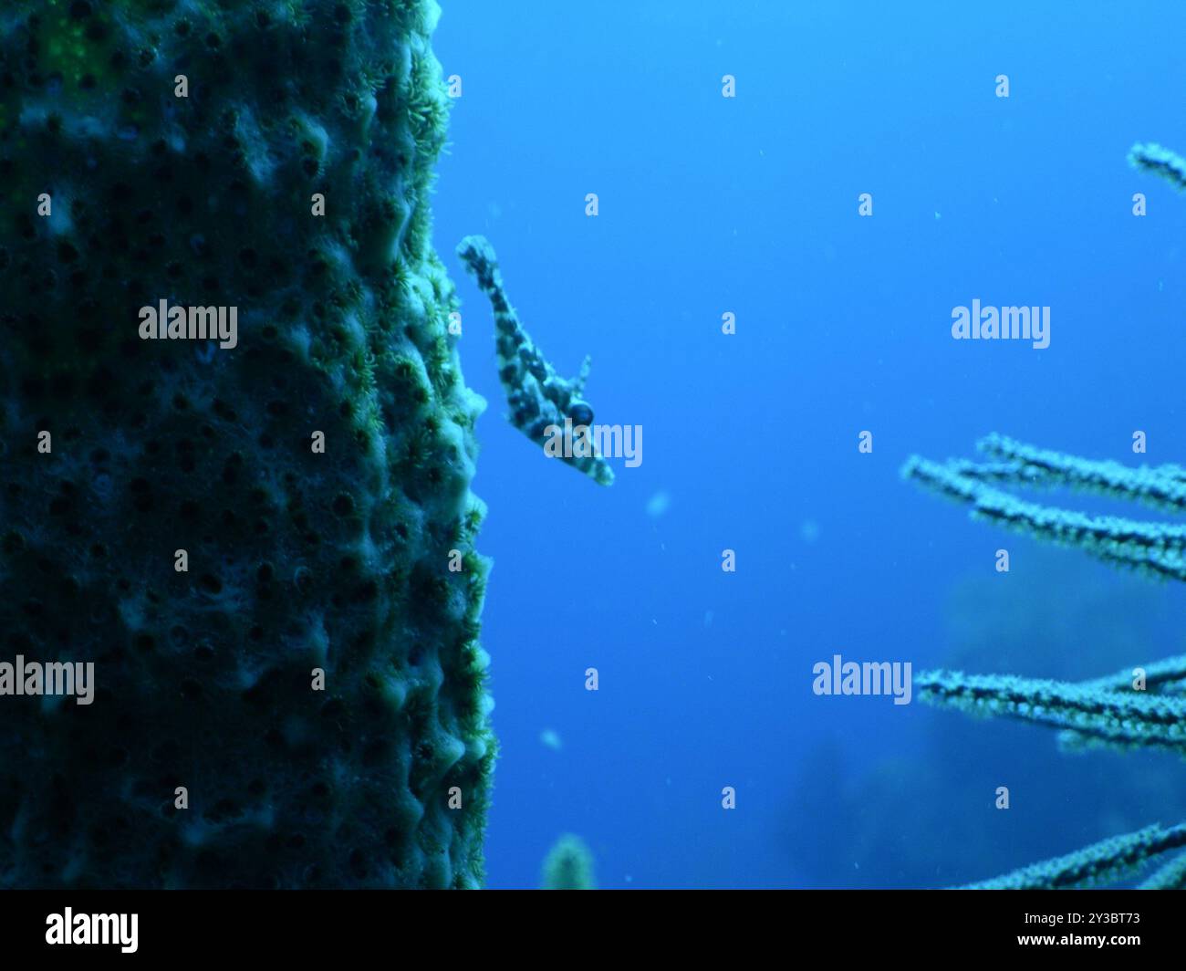 Slender Filefish (Monacanthus tuckeri) Actinopterygii Stock Photo - Alamy