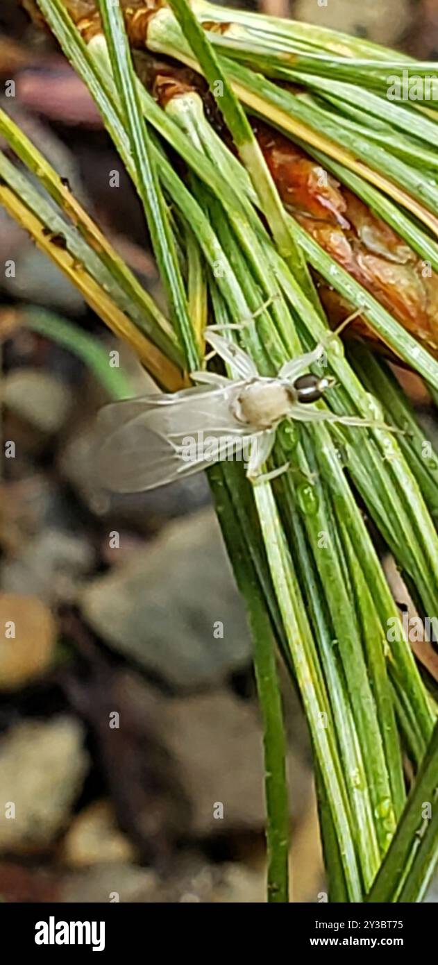 Dance Flies, Long-legged Flies, and Allies (Empidoidea) Insecta Stock ...