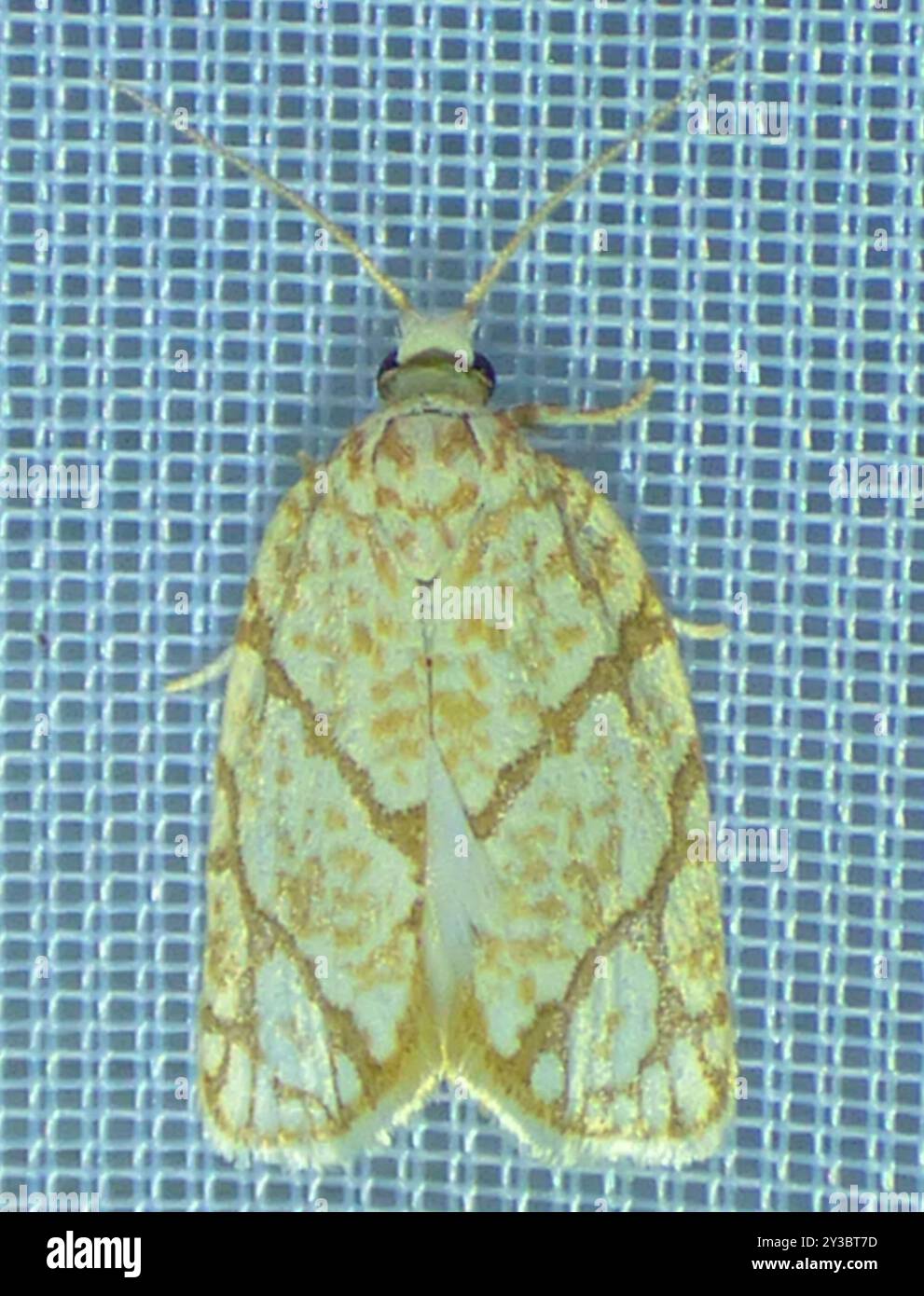 Yellow-winged Oak Leafroller Moth (Argyrotaenia quercifoliana) Insecta ...