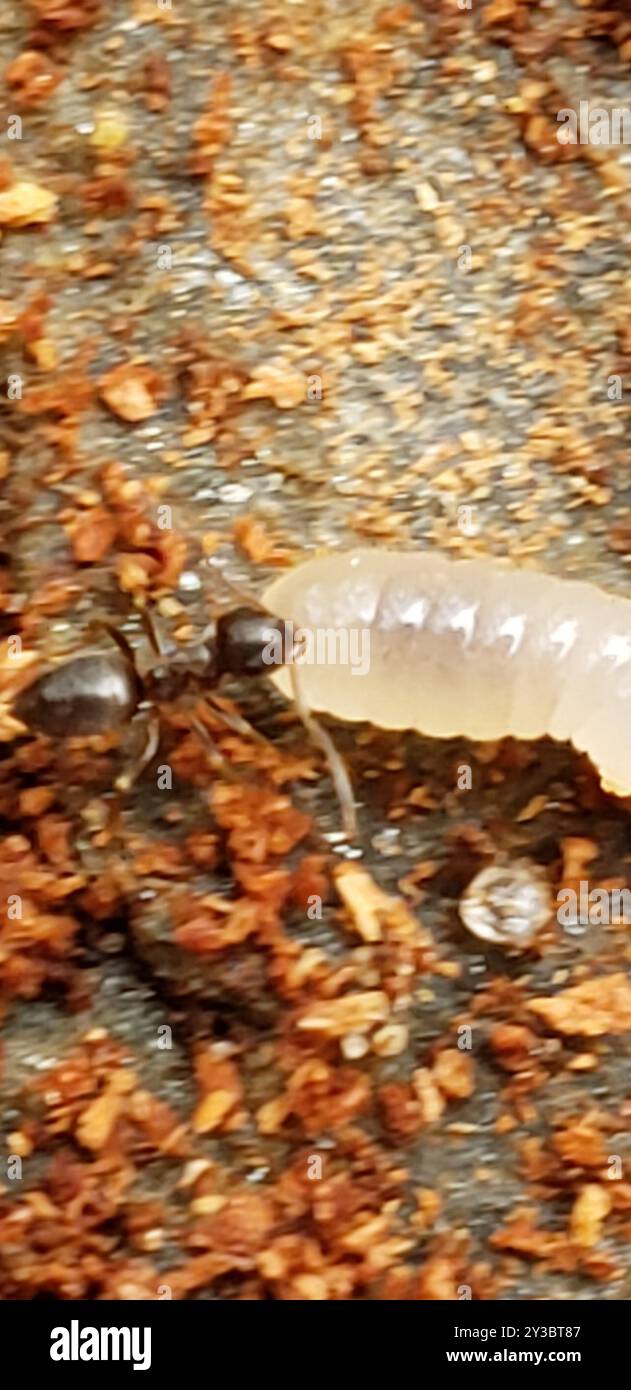 Citronella Ants, Fuzzy Ants, and Allies (Lasius) Insecta Stock Photo ...
