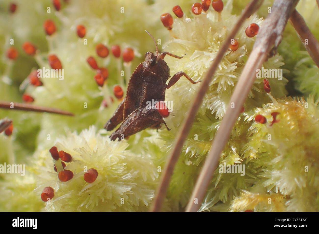 Crested Pygmy Grasshopper (Nomotettix cristatus) Insecta Stock Photo ...