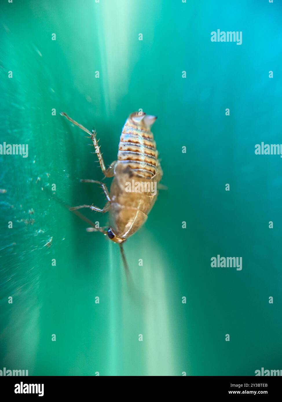 Dusky Cockroach (Ectobius lapponicus) Insecta Stock Photo - Alamy