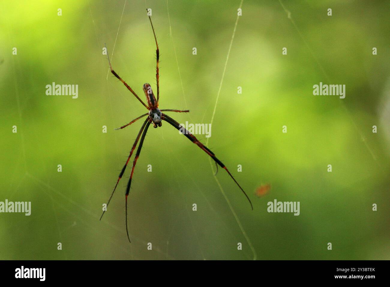 Golden Silk Spider (Trichonephila clavipes) Arachnida Stock Photo - Alamy