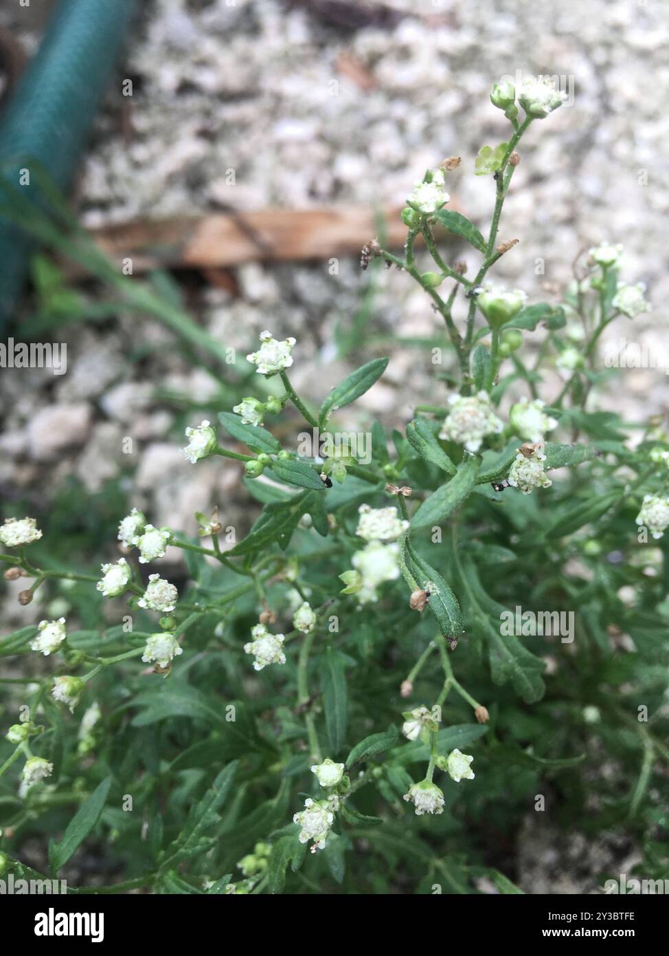 Santa Maria feverfew (Parthenium hysterophorus) Plantae Stock Photo - Alamy