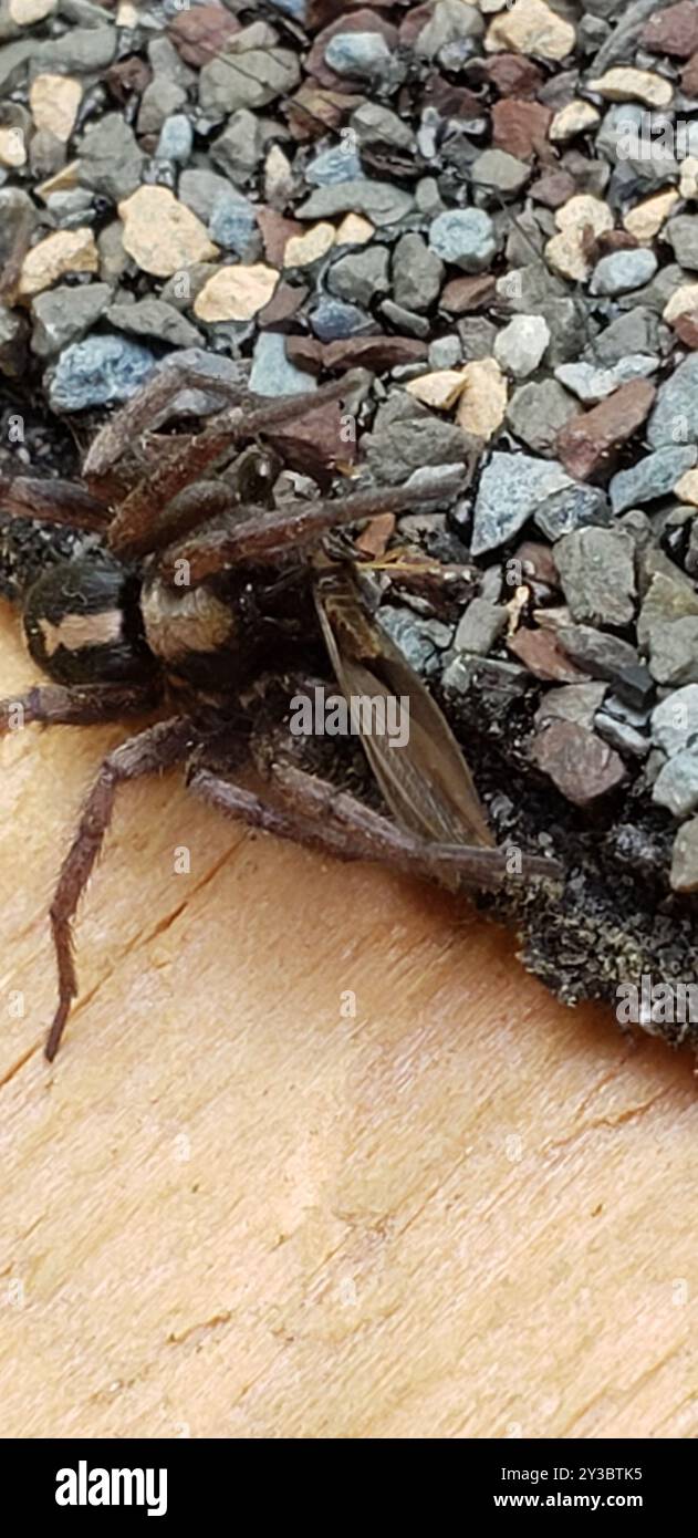 Eastern Parson Spider (Herpyllus ecclesiasticus) Arachnida Stock Photo ...