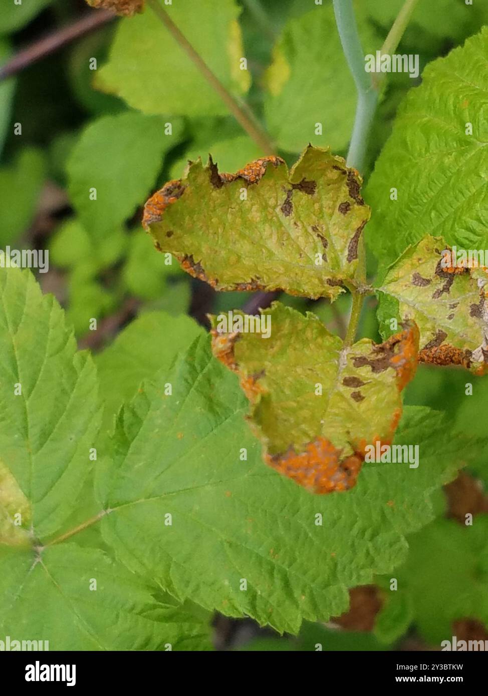 blackberry orange rust (Gymnoconia peckiana) Fungi Stock Photo - Alamy